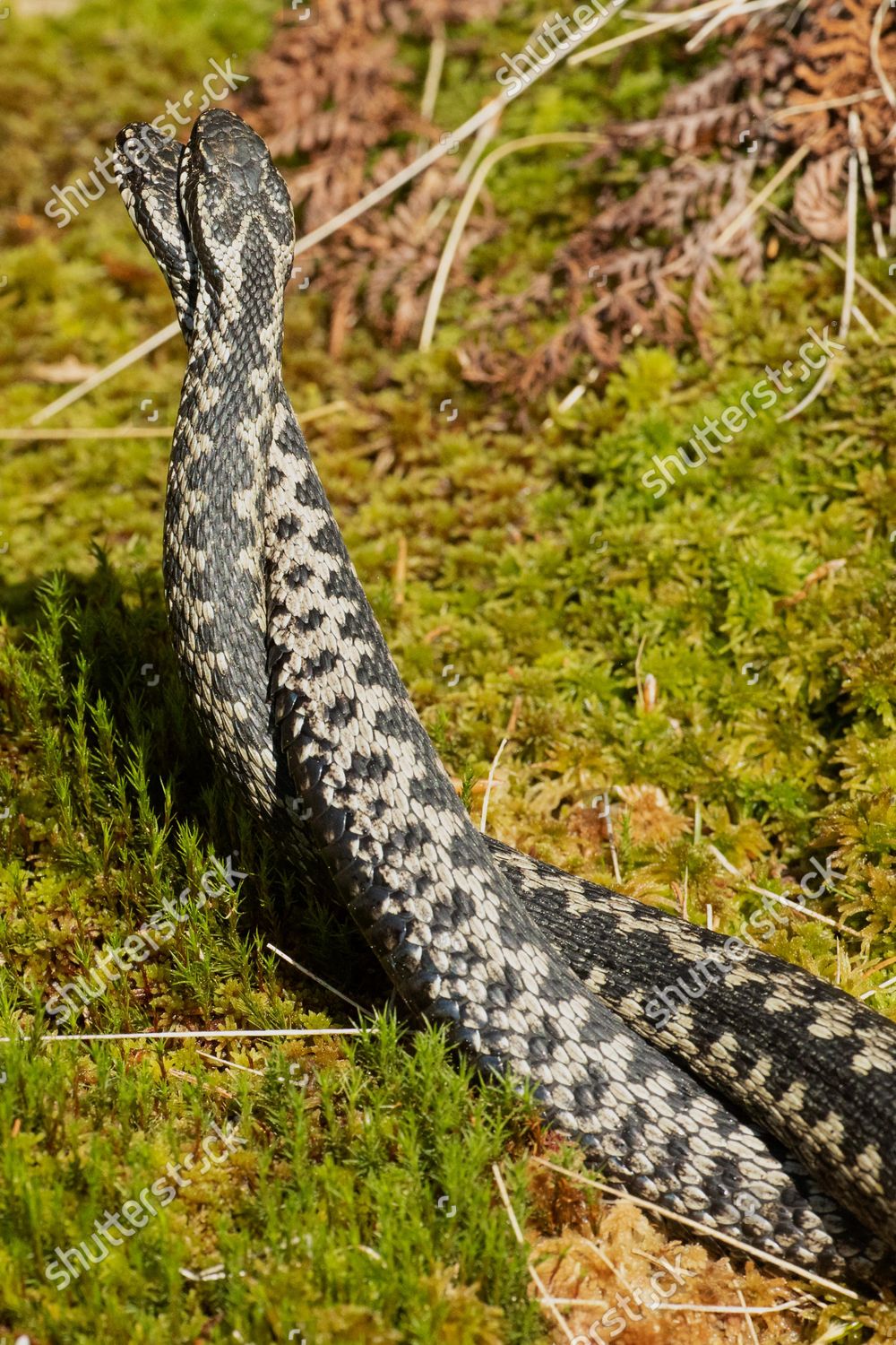 Adder Two Snakes Entangled Moss During Editorial Stock Photo - Stock ...