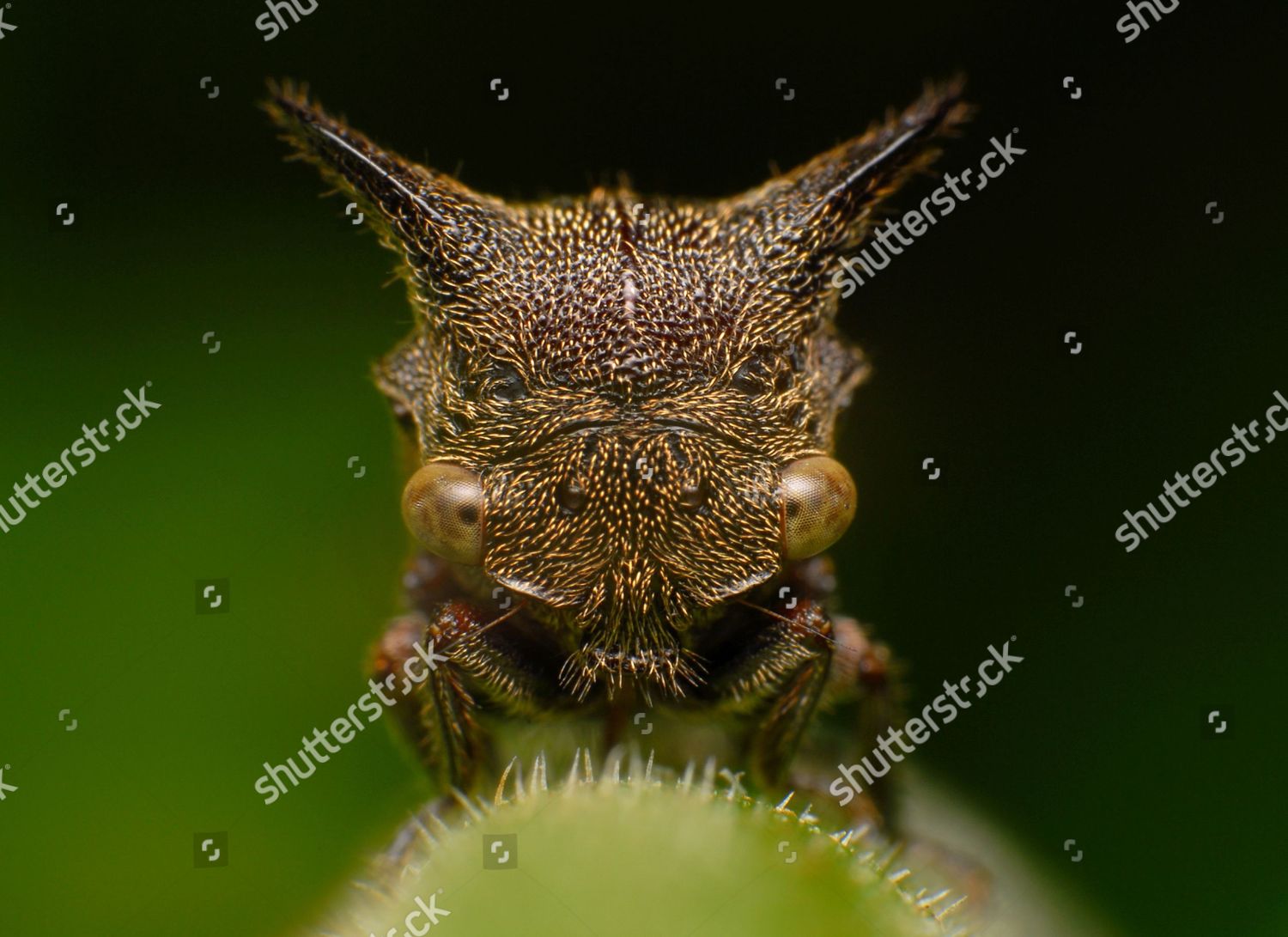 Treehopper Species Editorial Stock Photo - Stock Image | Shutterstock