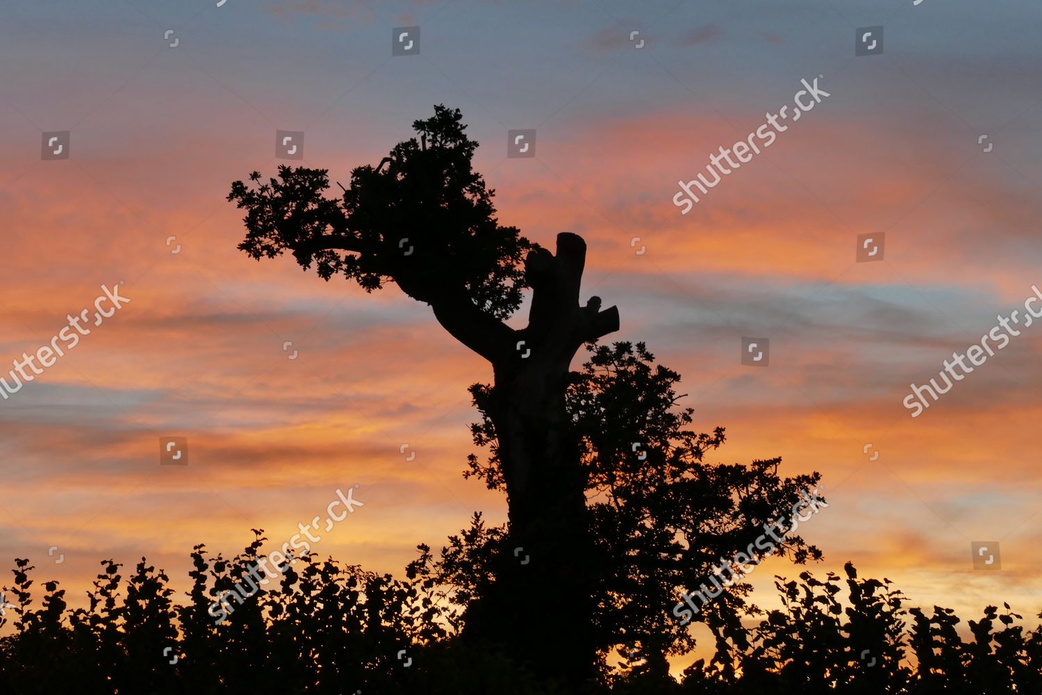 Daybreak Brings Pretty Pastel Colours Sky Editorial Stock Photo - Stock ...