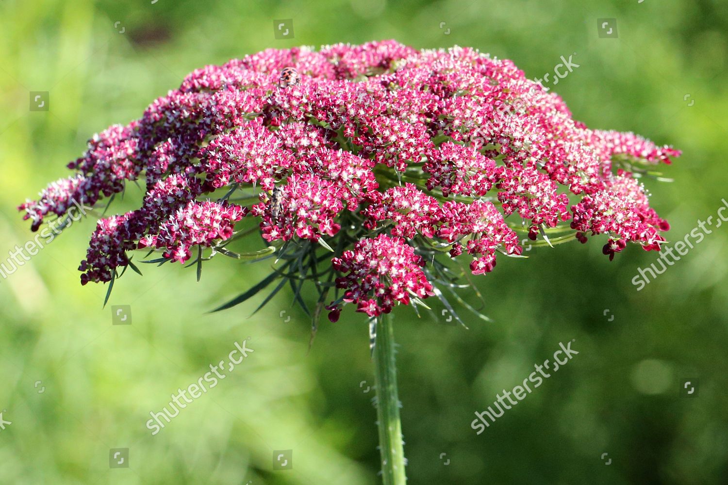 Pink Burgundy Dara Ammi False Queen Editorial Stock Photo - Stock Image ...