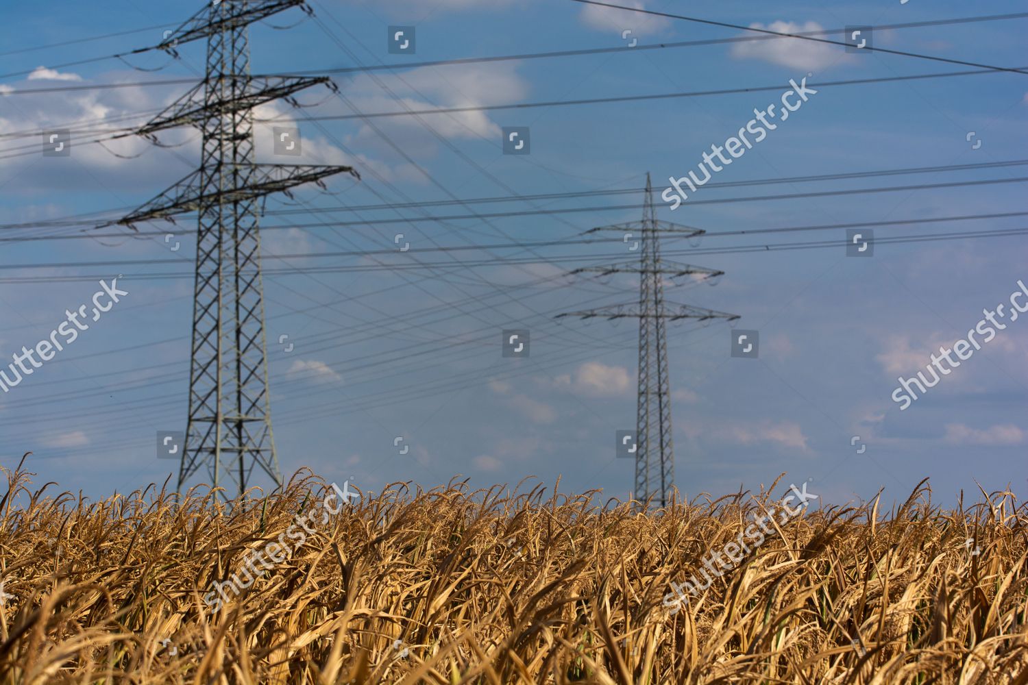 Field Corn On Farm Wesseling Germany Editorial Stock Photo - Stock ...