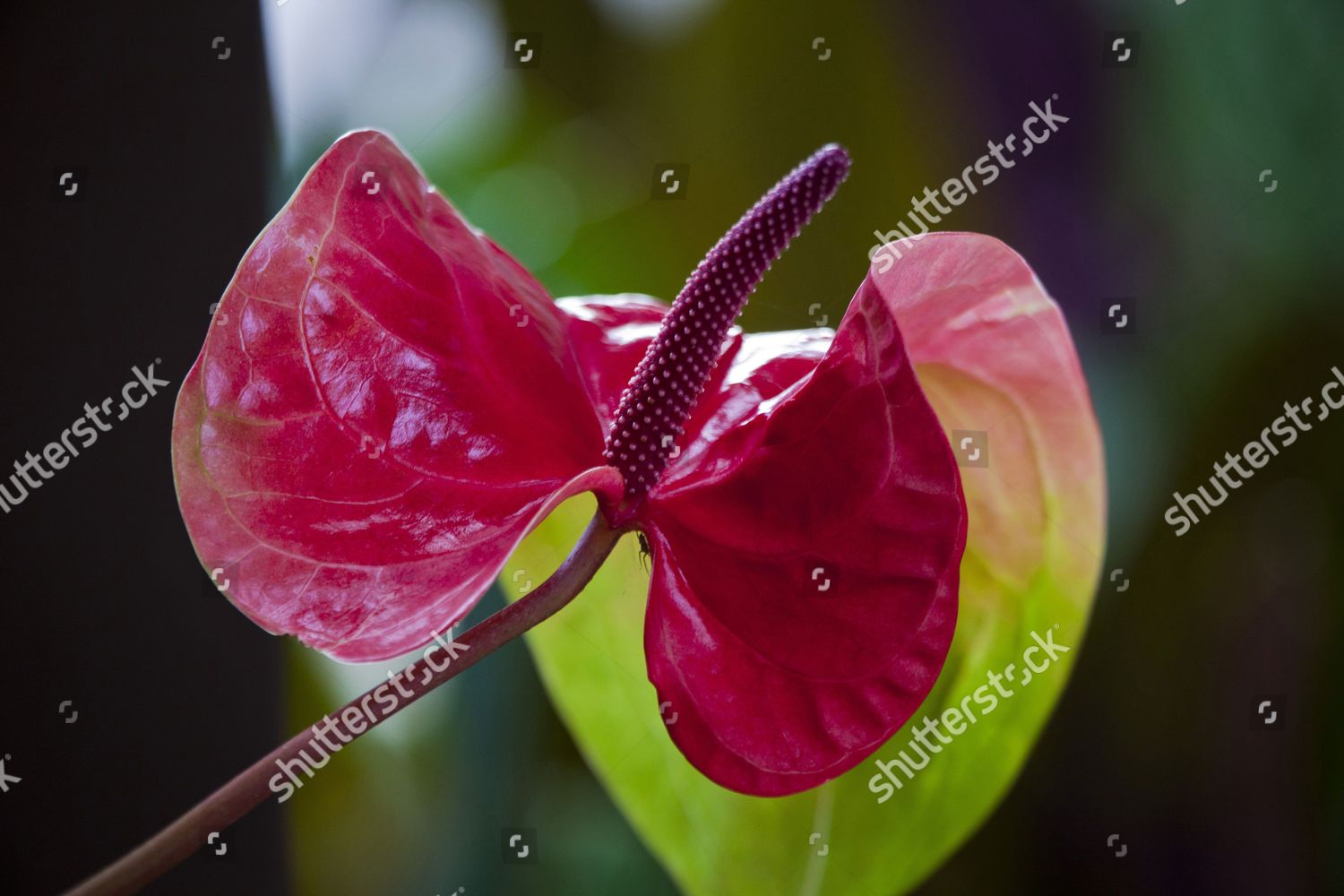 Anthurium Flower On Daintree River Tropical Editorial Stock Photo ...