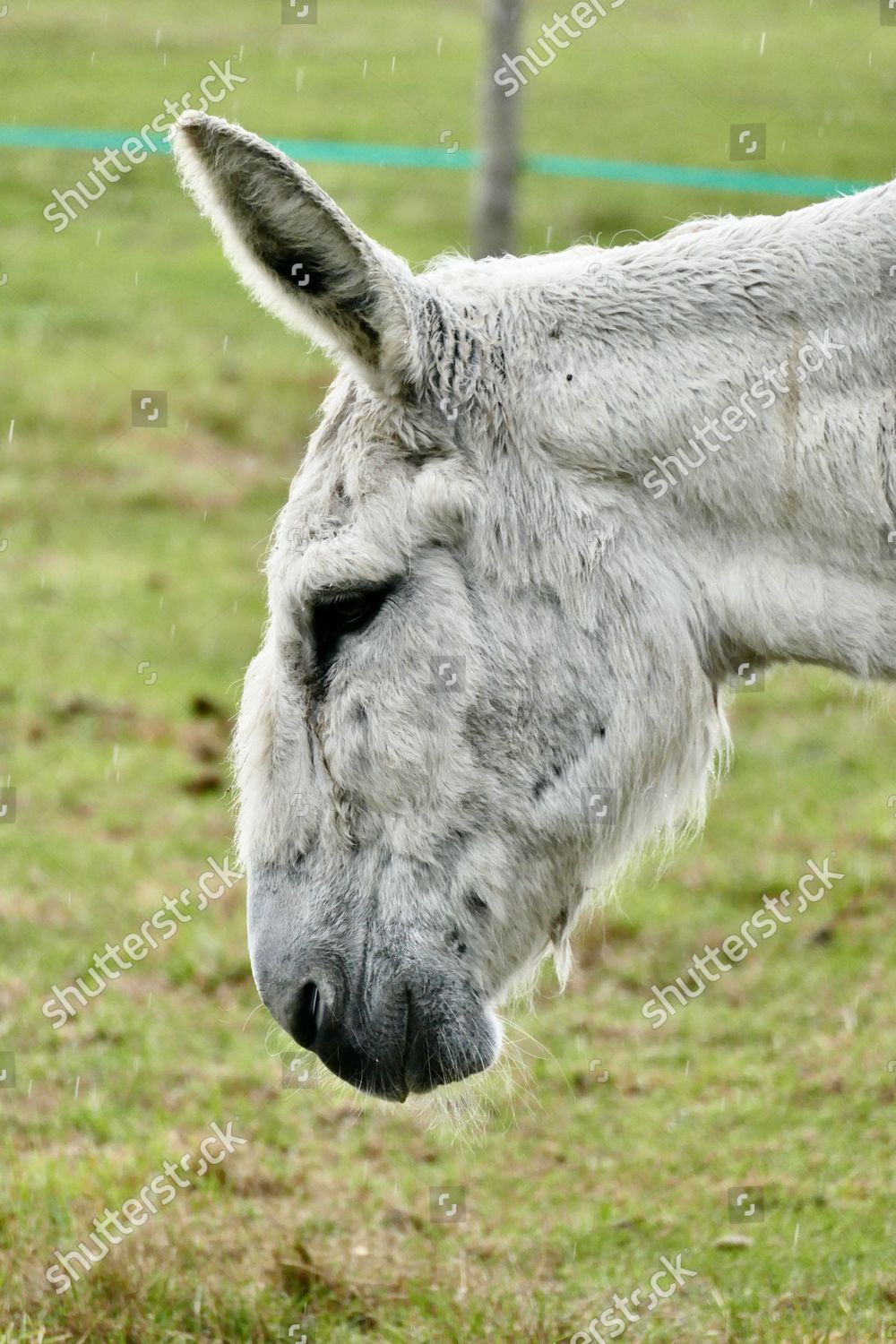 Donkeys Island Farm Sanctuary Look Sad Editorial Stock Photo - Stock ...