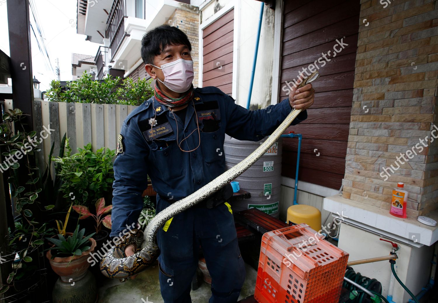 Thai Fireman Phinyo Pukphinyo Captures Python Editorial Stock Photo ...