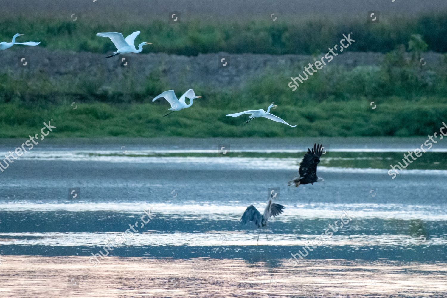 American Bald Eagle Attempts Take Fish Editorial Stock Photo - Stock ...