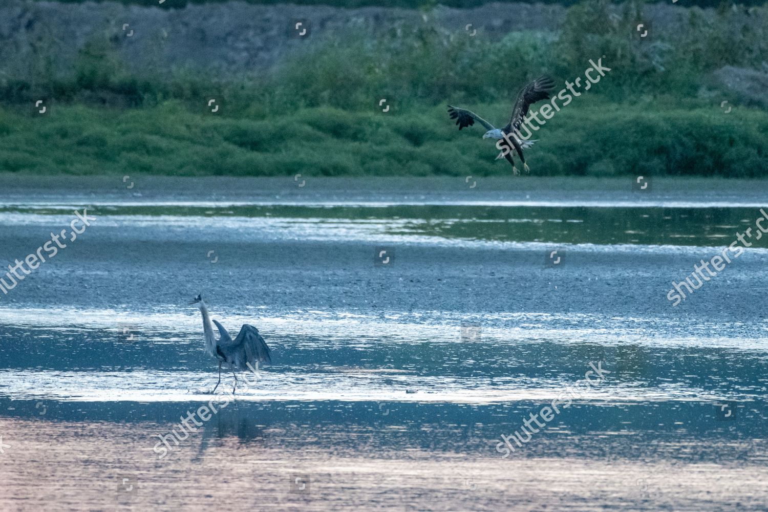 American Bald Eagle Attempts Take Fish Editorial Stock Photo - Stock ...