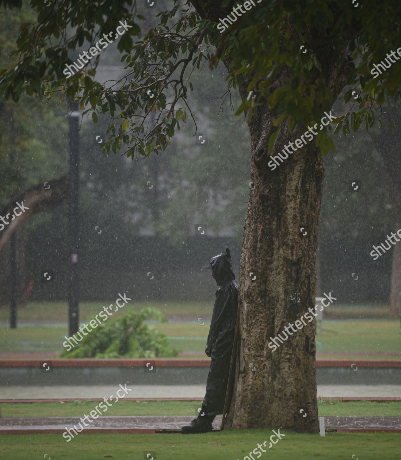 Man Takes Shelter Rain Under Tree Editorial Stock Photo - Stock Image ...
