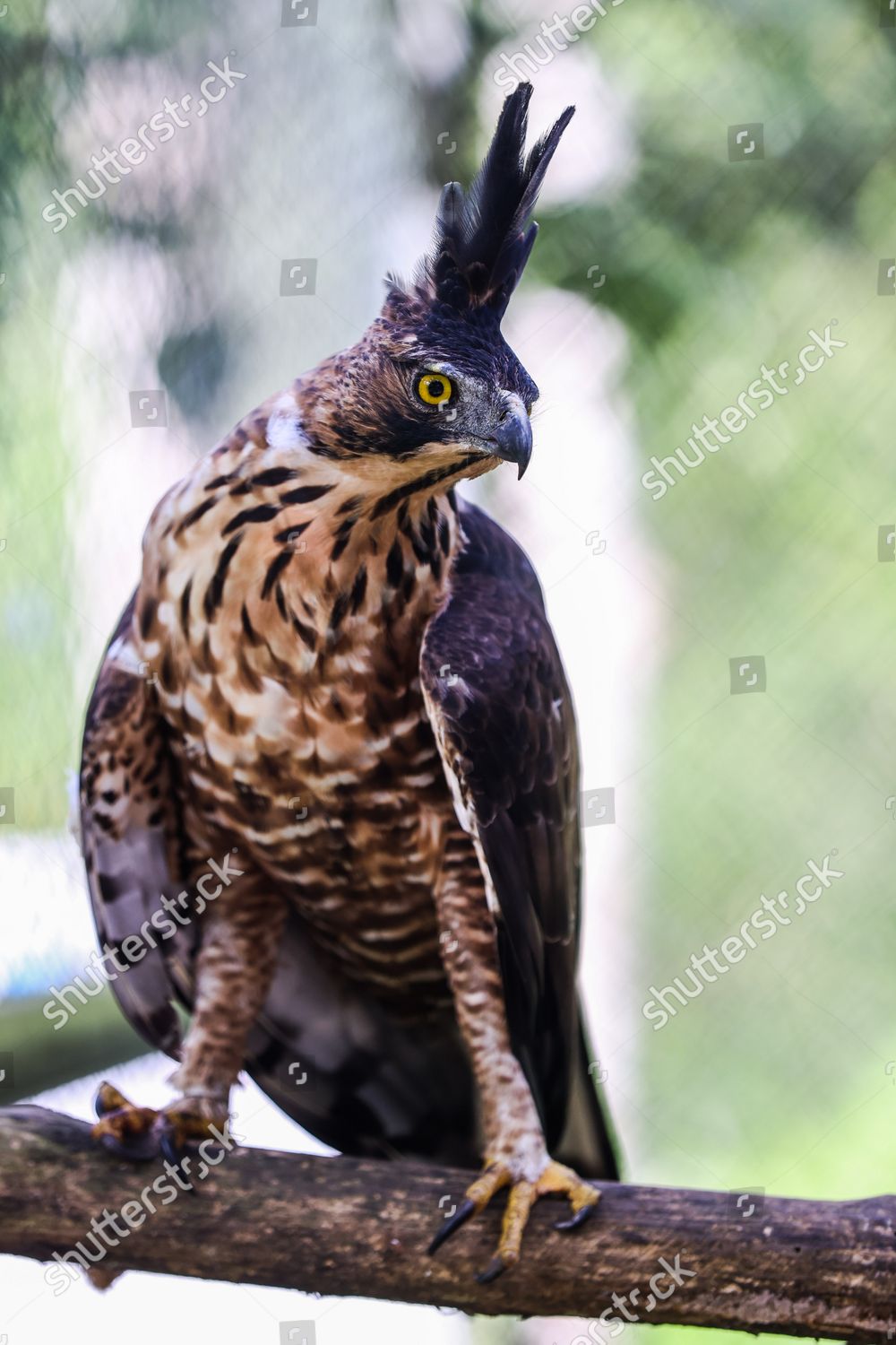Javan Hawkeagle Nisaetus Bartelsi Seen Inside Editorial Stock Photo - Stock Image | Shutterstock