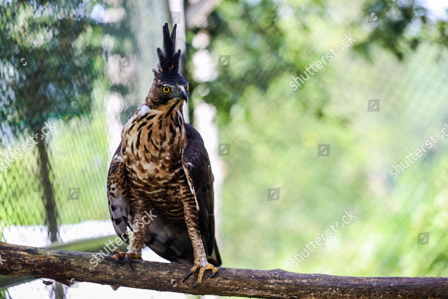Javan Hawkeagle Nisaetus Bartelsi Seen Inside Editorial Stock Photo - Stock Image | Shutterstock