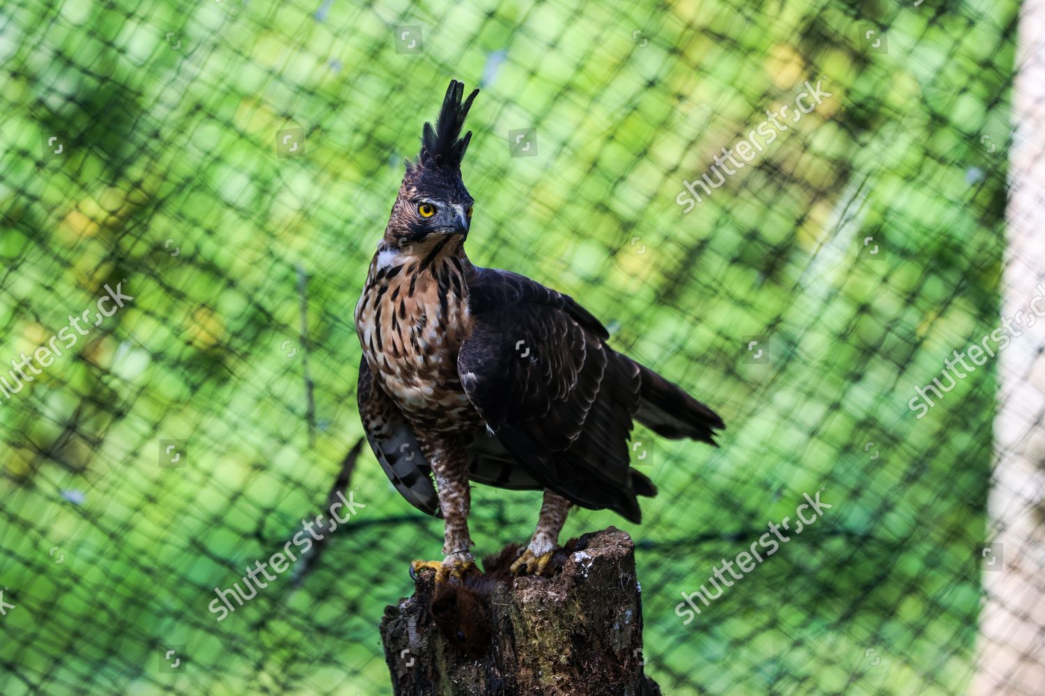 Javan Hawkeagle Nisaetus Bartelsi Seen Inside Editorial Stock Photo - Stock Image | Shutterstock