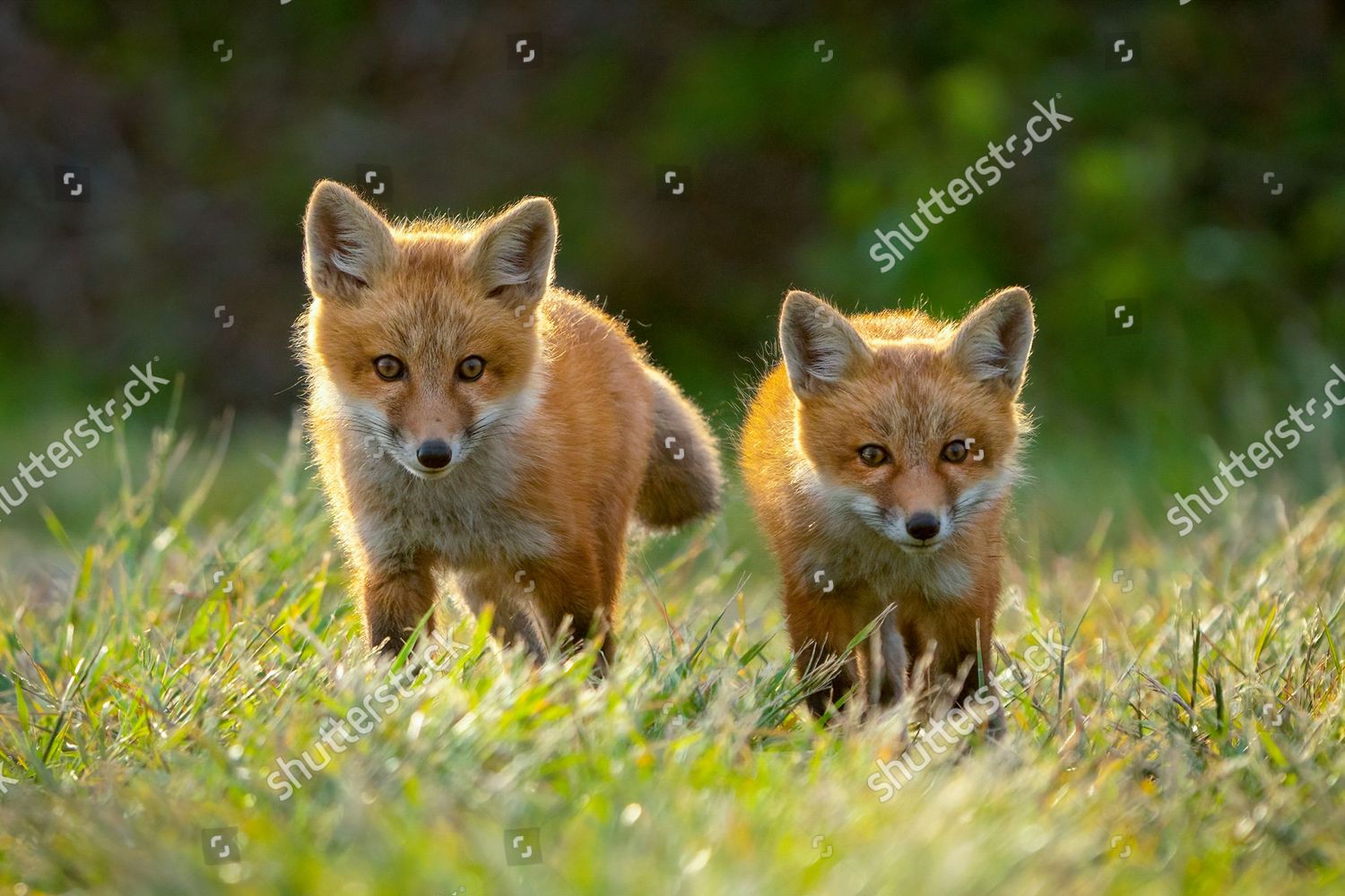 Two Fox Cubs Tussle Together On Editorial Stock Photo - Stock Image ...