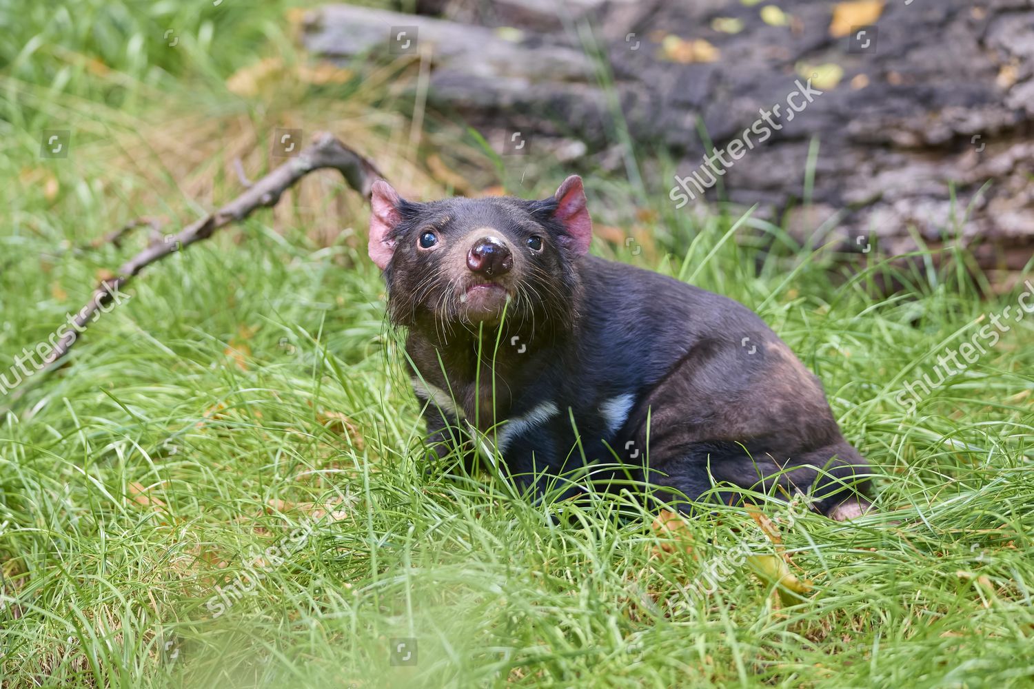 Tasmanian Devil Sarcophilus Harrisii Captive Editorial Stock Photo - Stock Image | Shutterstock