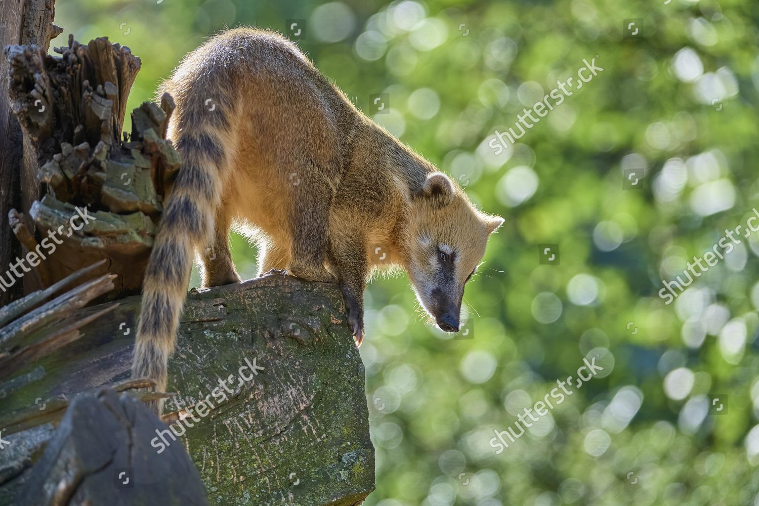 South American Coati Nasua Nasua Captive Editorial Stock Photo - Stock ...