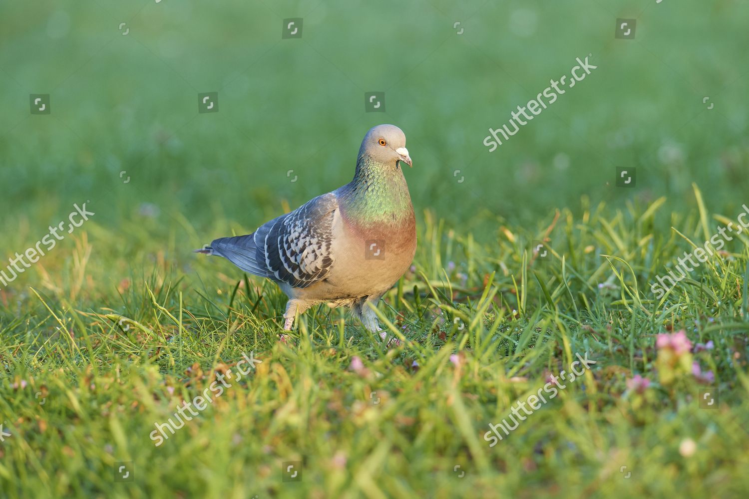 Domestic Pigeon Park Spring Editorial Stock Photo - Stock Image ...