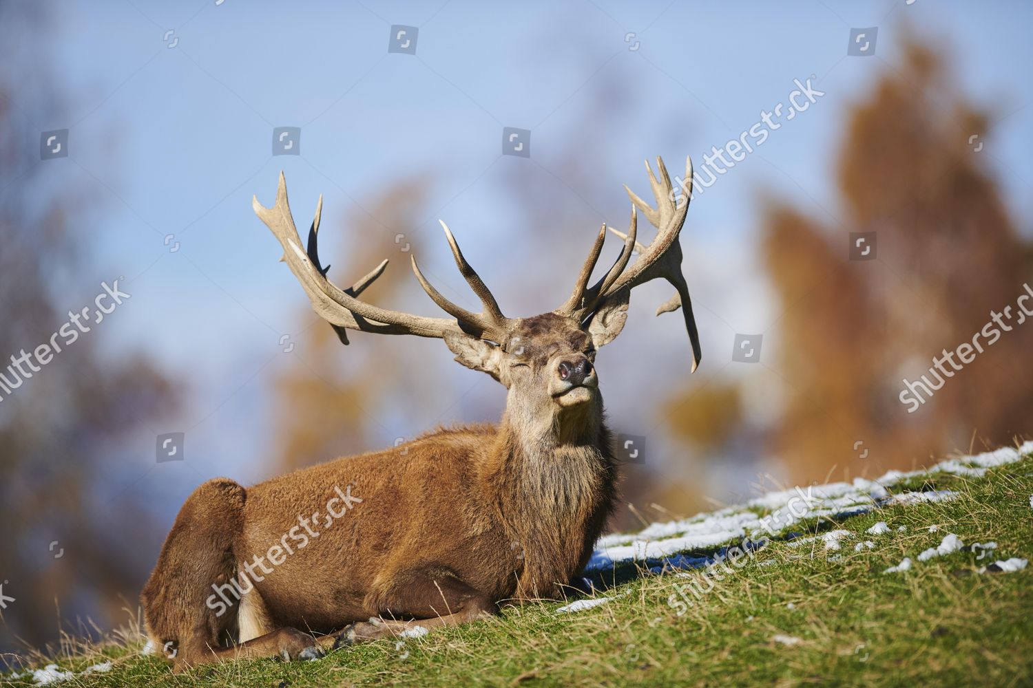 Red Deer Cervus Elaphus Stag Alps Editorial Stock Photo - Stock Image ...