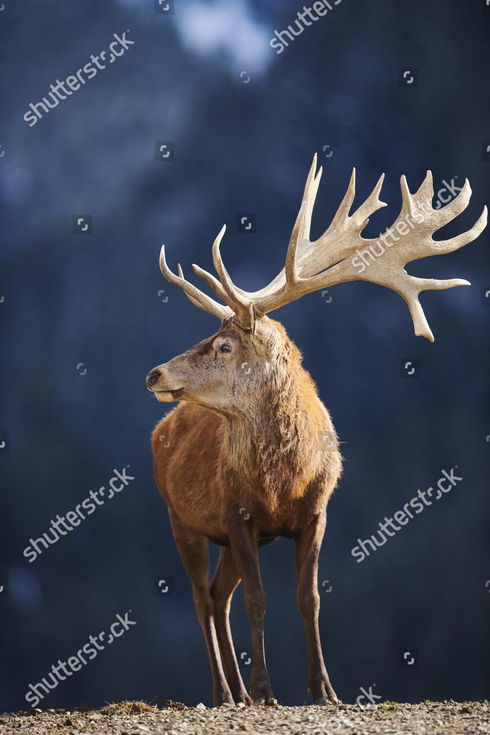 Red Deer Cervus Elaphus Stag Alps Editorial Stock Photo - Stock Image ...