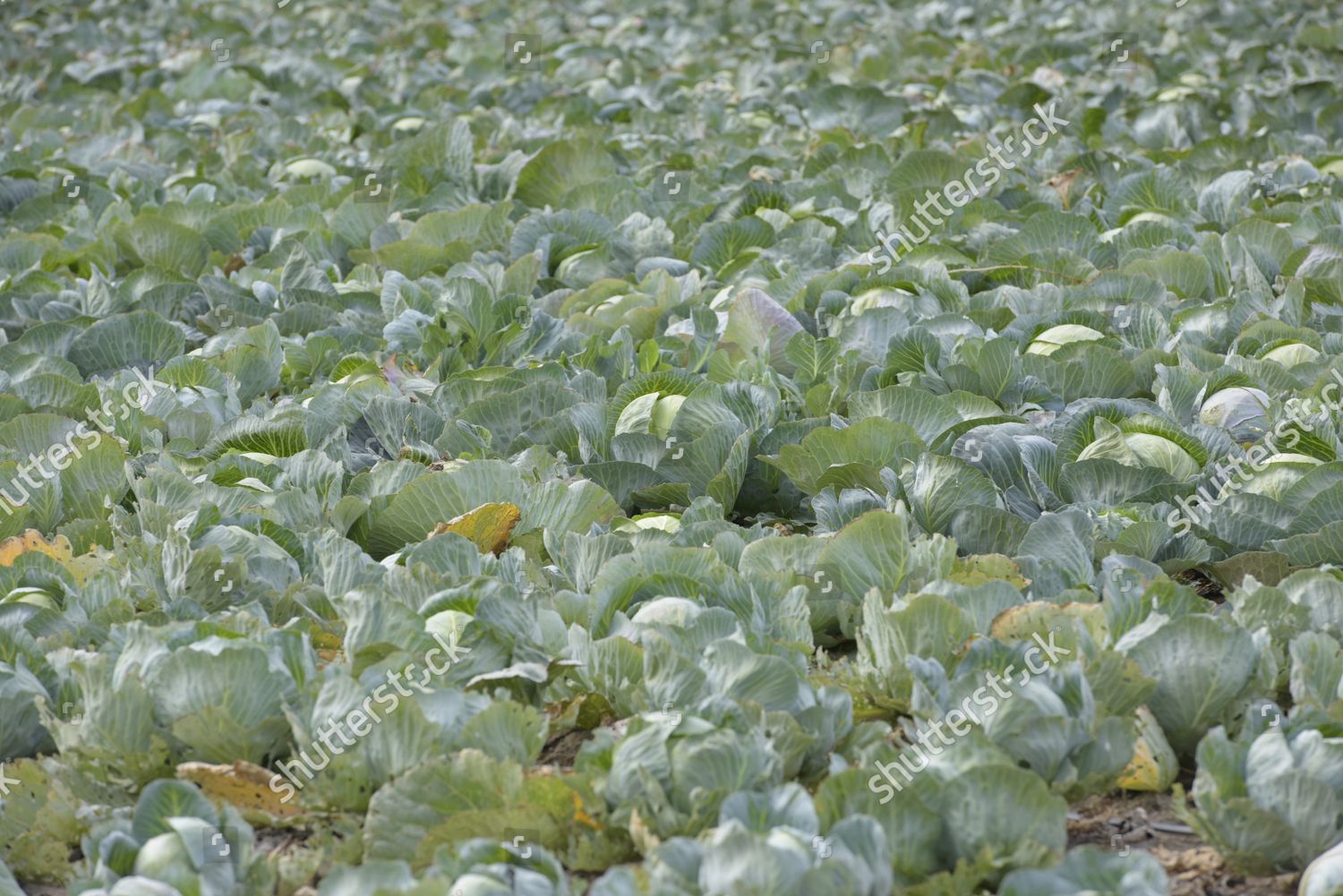 White Cabbage Field Near Baloszyce Mate Editorial Stock Photo - Stock ...