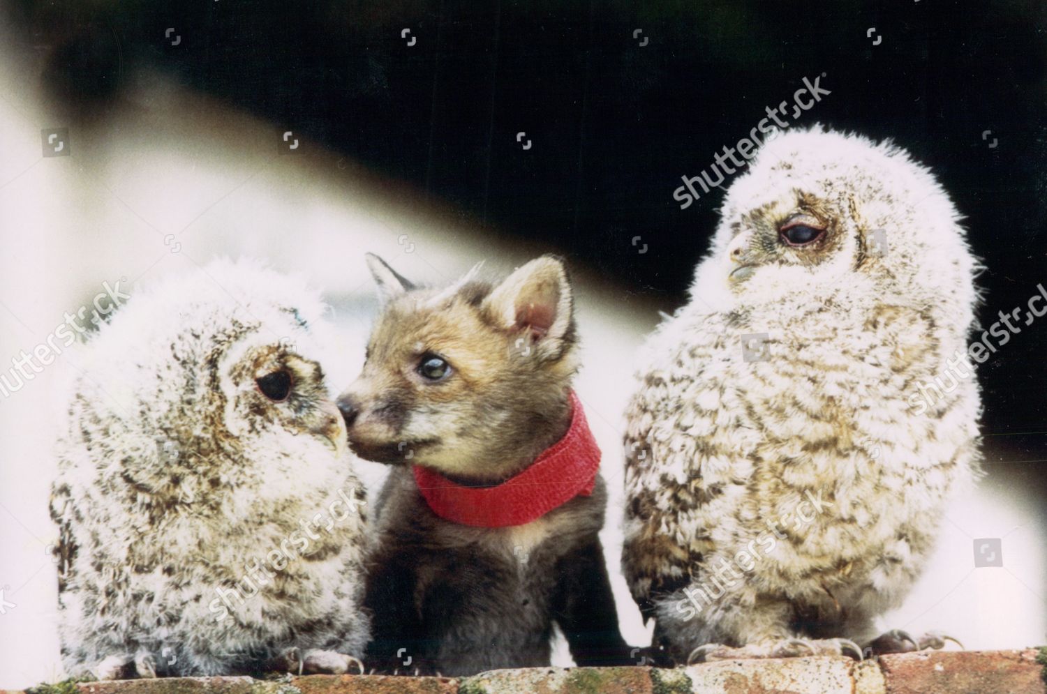 Dolly Fox Cub Toot Hoot Orphaned Editorial Stock Photo - Stock Image ...