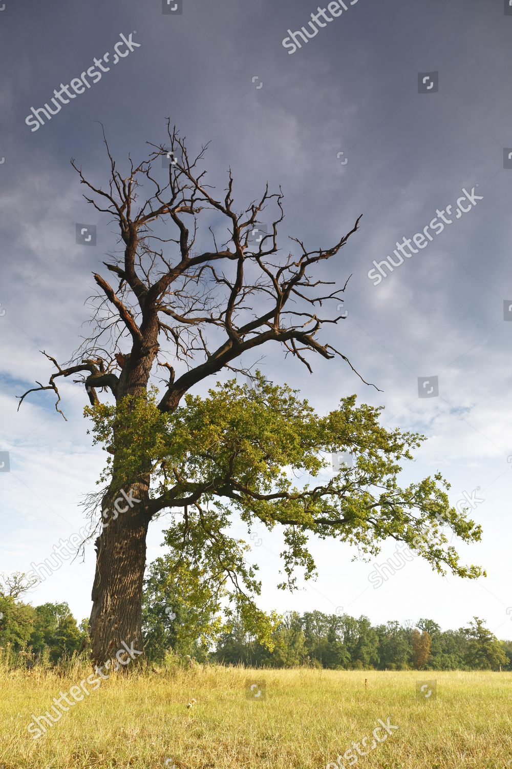 Old Oak Process Dying Effects Drought Editorial Stock Photo - Stock ...