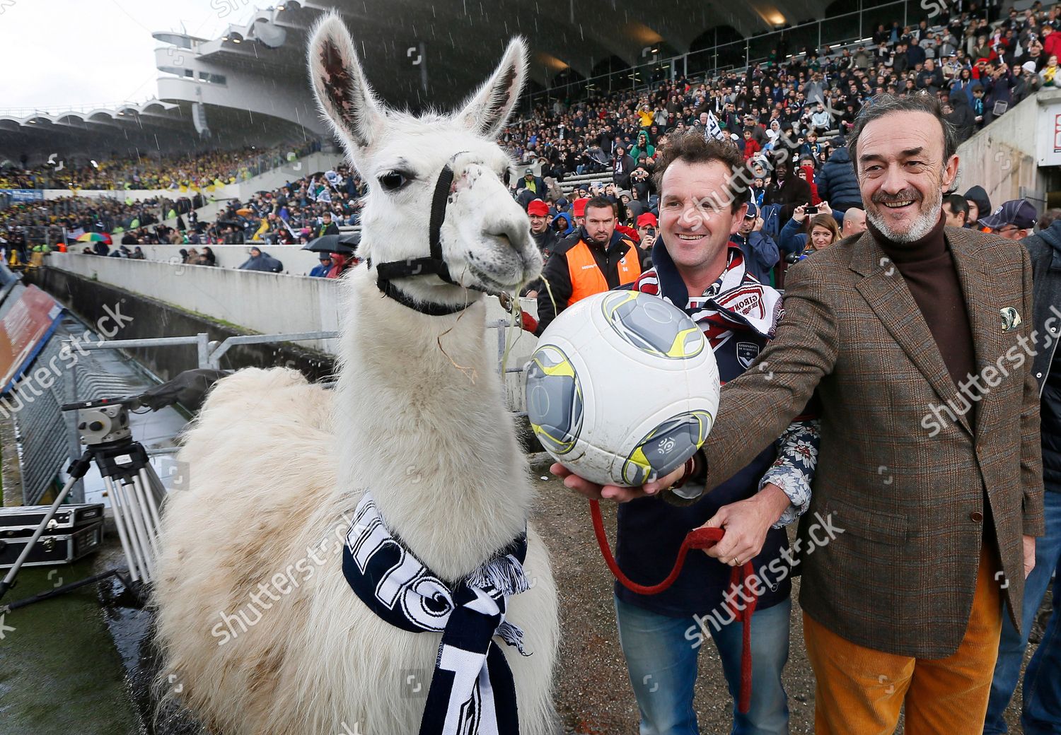 Famous Llama Serge Le Lama Circus Editorial Stock Photo - Stock Image ...