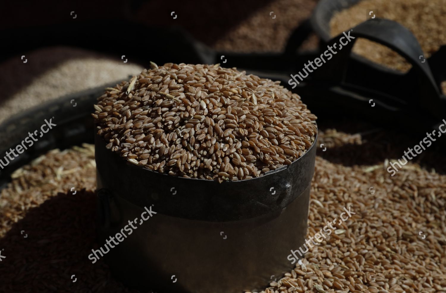 Wheat Grains On Display Grain Market Editorial Stock Photo - Stock ...