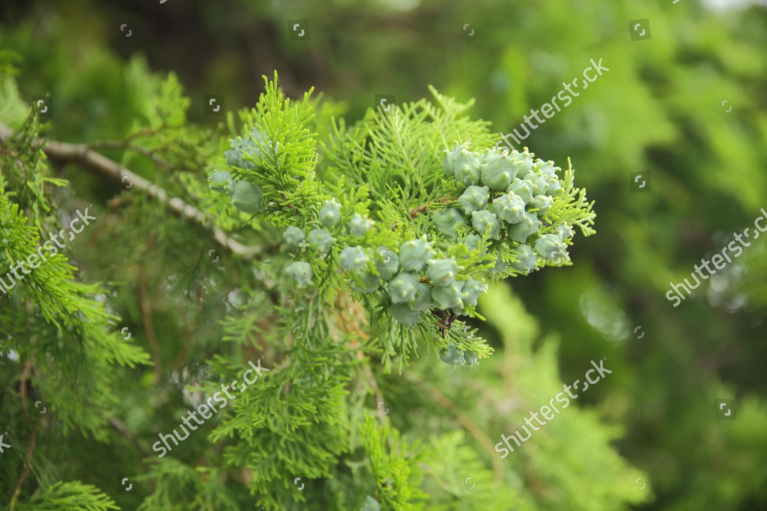 Fruit Stand Fruits Mediterranean Cypress Cupressus Editorial Stock ...