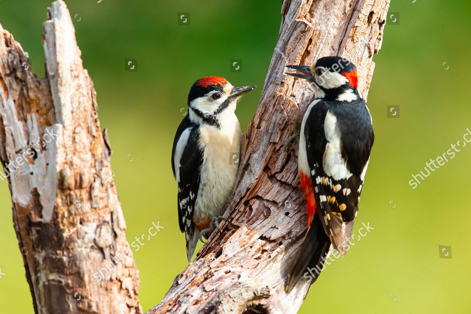 Great Spotted Woodpecker Dendrocopus Major Young Editorial Stock Photo ...