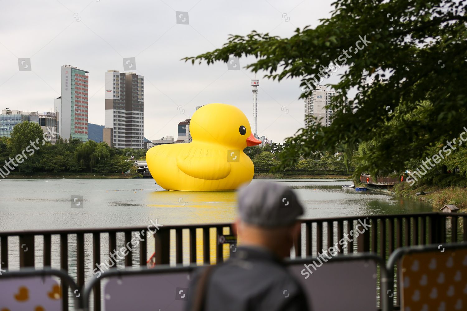 Man Watches Rubber Duck Designed By Editorial Stock Photo - Stock Image ...