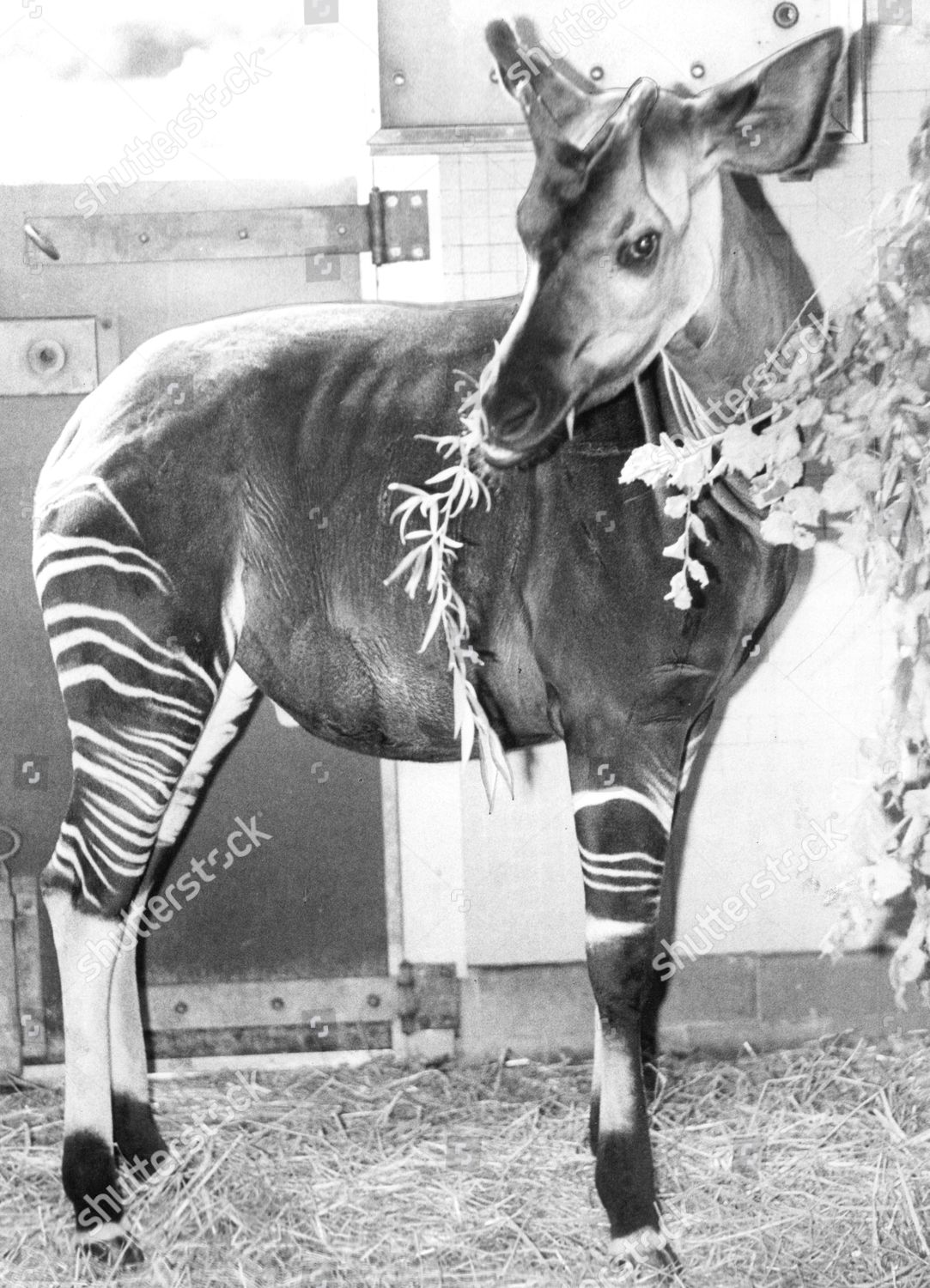 London Zoos Two Rare Okapi On Editorial Stock Photo - Stock Image ...