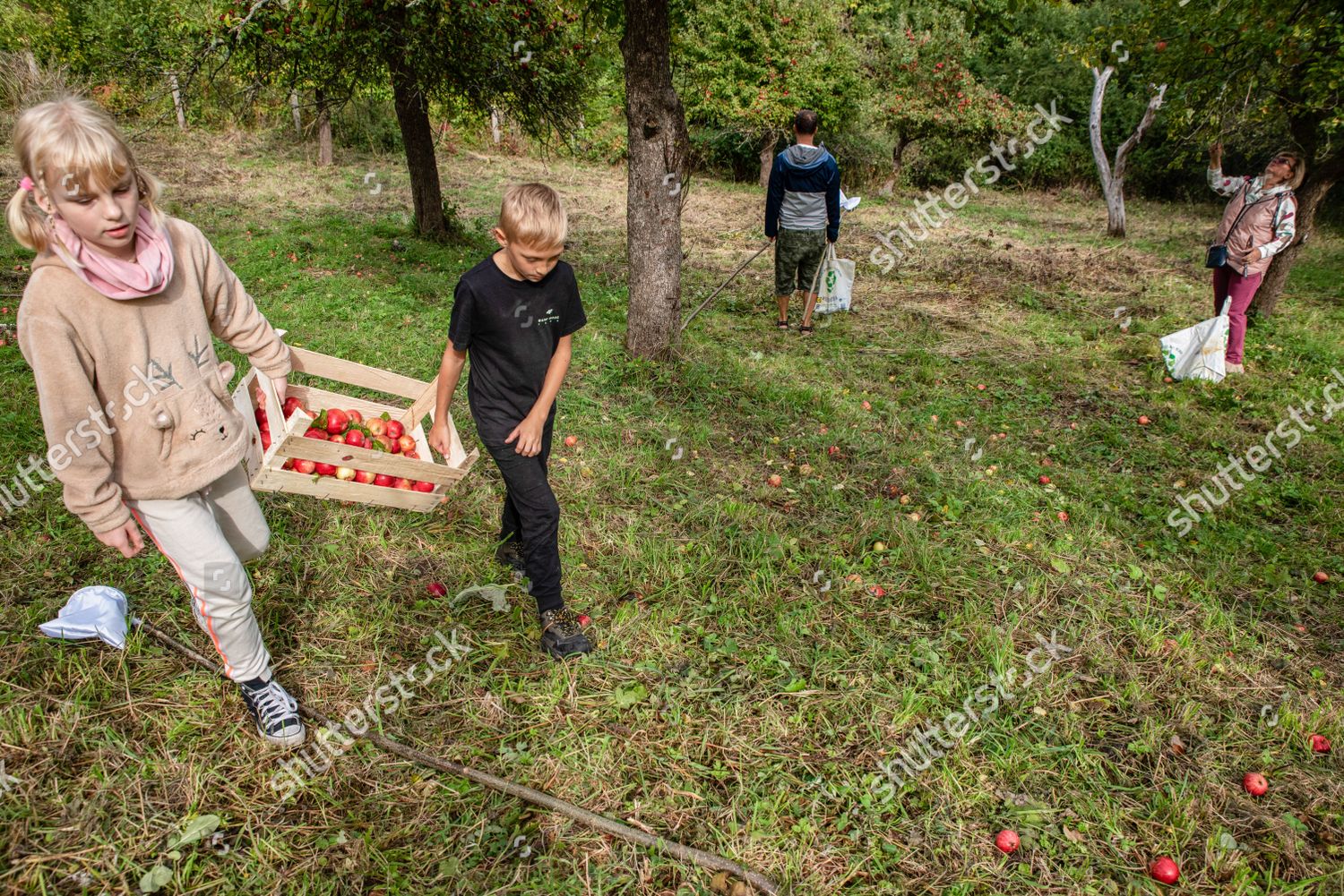 Children Apple Picking Becomes Great Fun Editorial Stock Photo - Stock ...