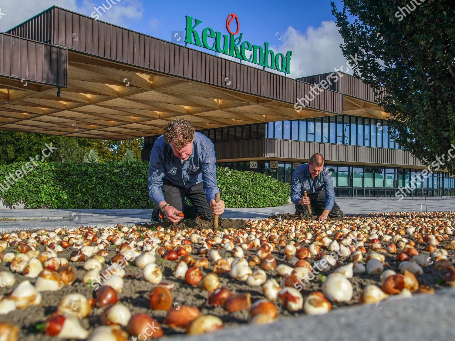 Lisse Garden Staff Have Started Planting Editorial Stock Photo - Stock ...