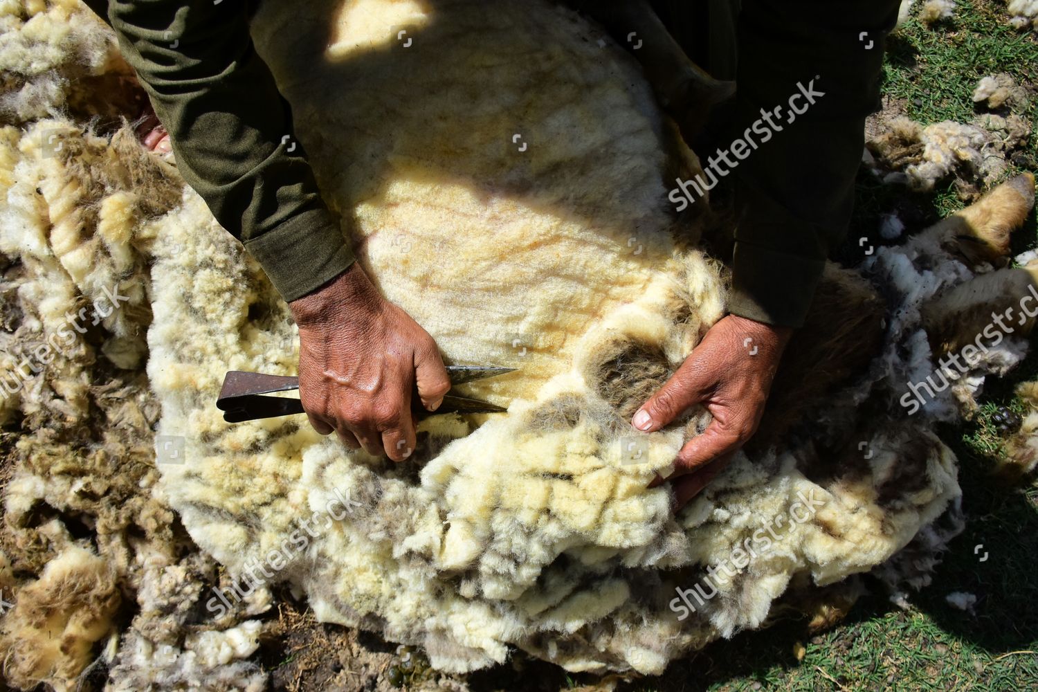 Kashmiri Nomad Sheers Sheep Daksum Area Editorial Stock Photo - Stock ...