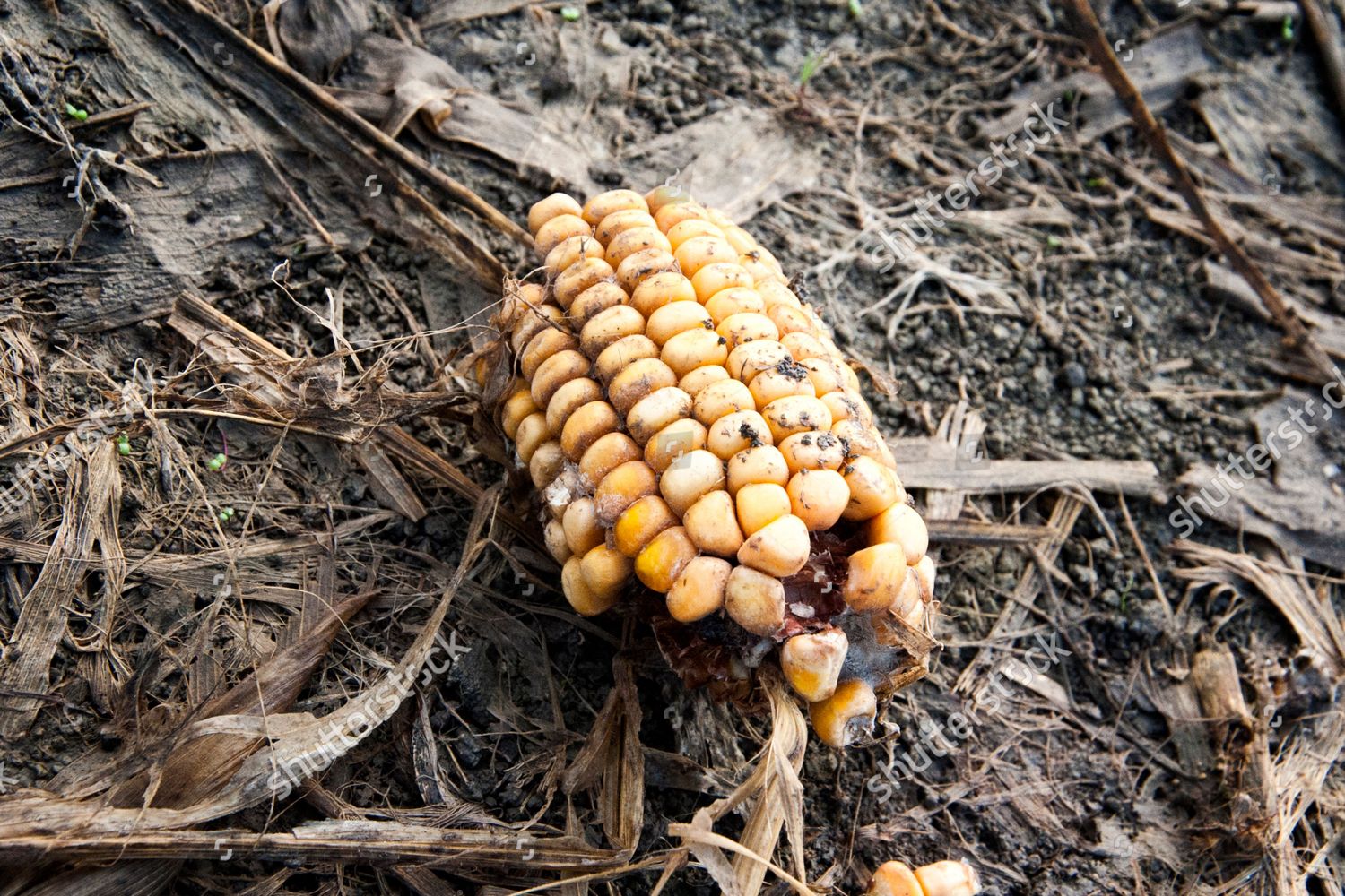 Dried Corn Cobs Damaged By Severe Editorial Stock Photo - Stock Image ...