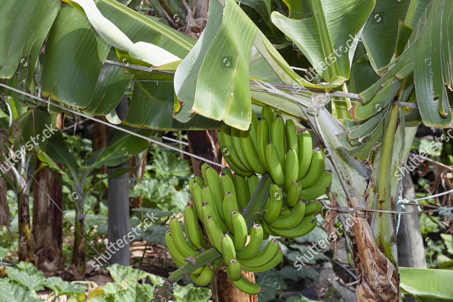 Bananatree Fruit Growing Area Faja Dos Editorial Stock Photo - Stock ...