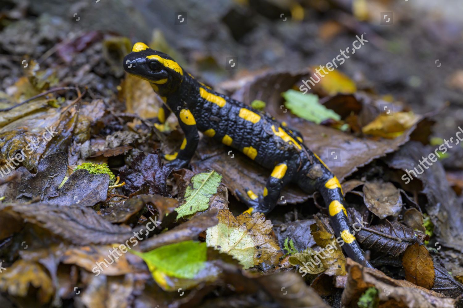 Fire Salamander Salamandra Salamandra Hesse Germany Editorial Stock ...