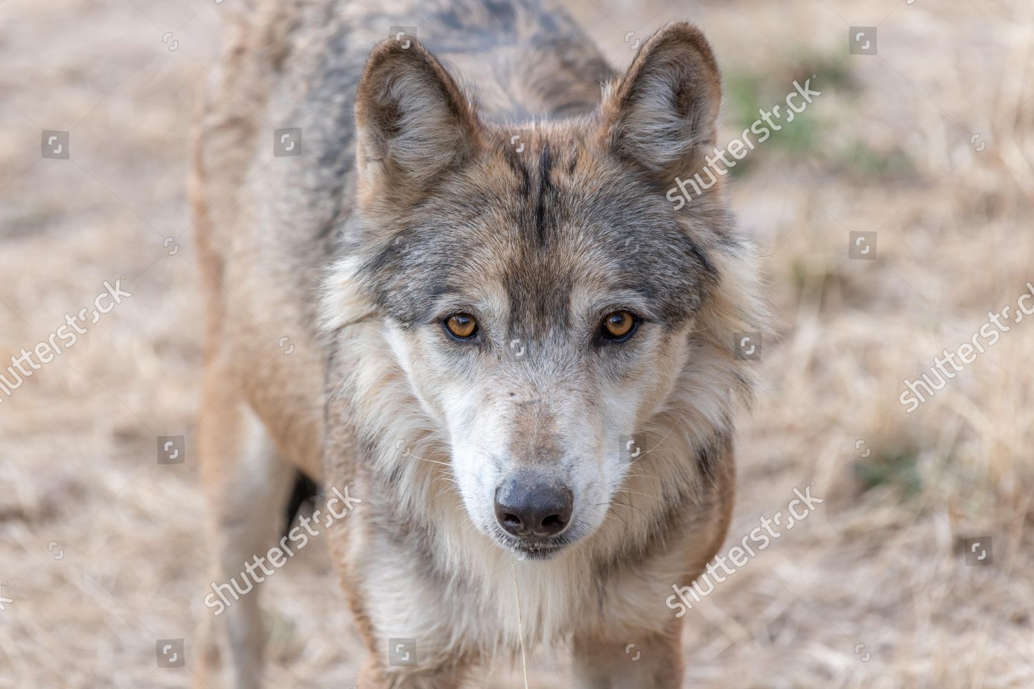 Mongolian Wolf Canis Lupus Chanco Gevaudan Editorial Stock Photo ...