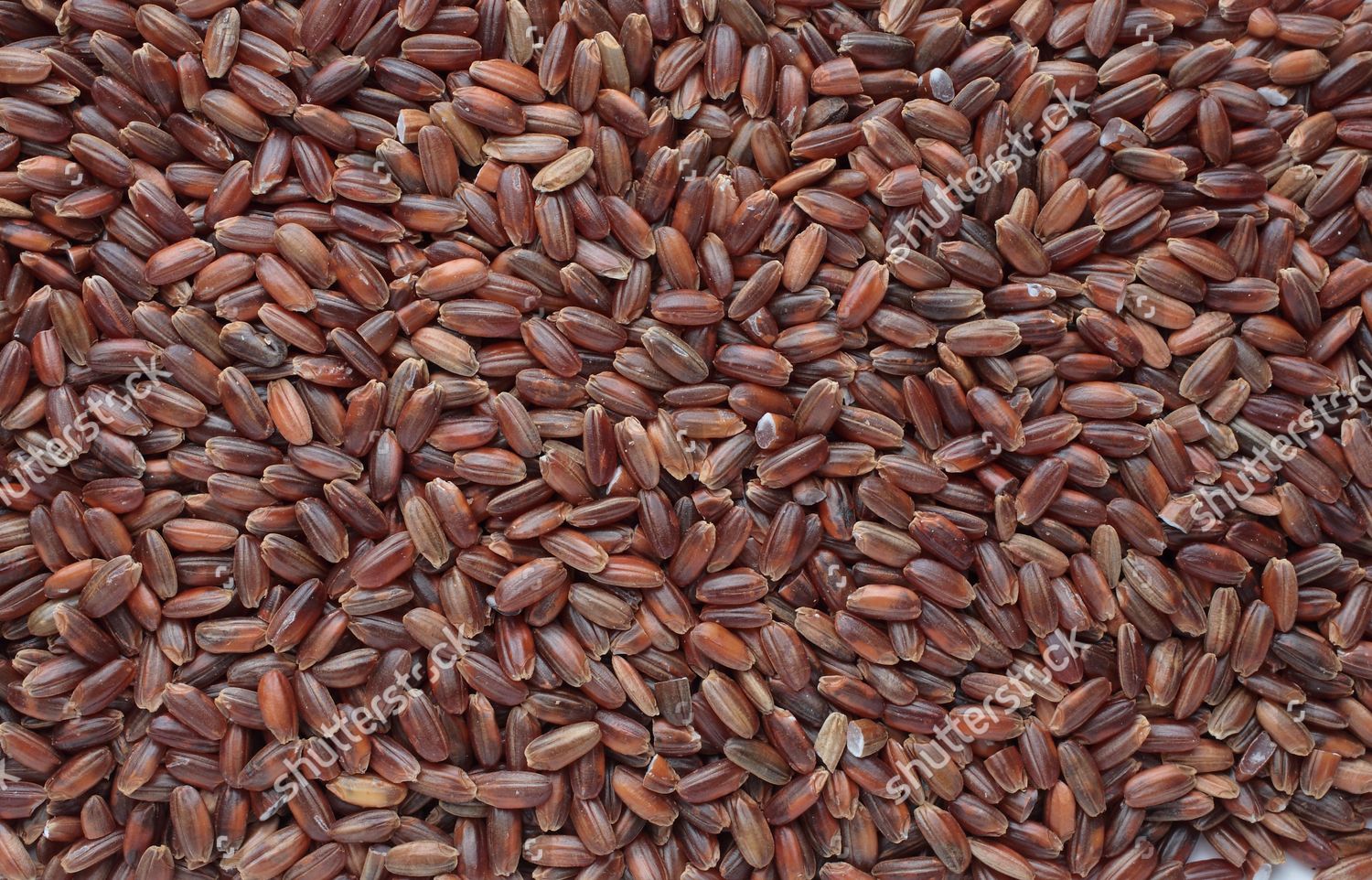 Red Rice Camargue Rice France Rice Editorial Stock Photo - Stock Image ...