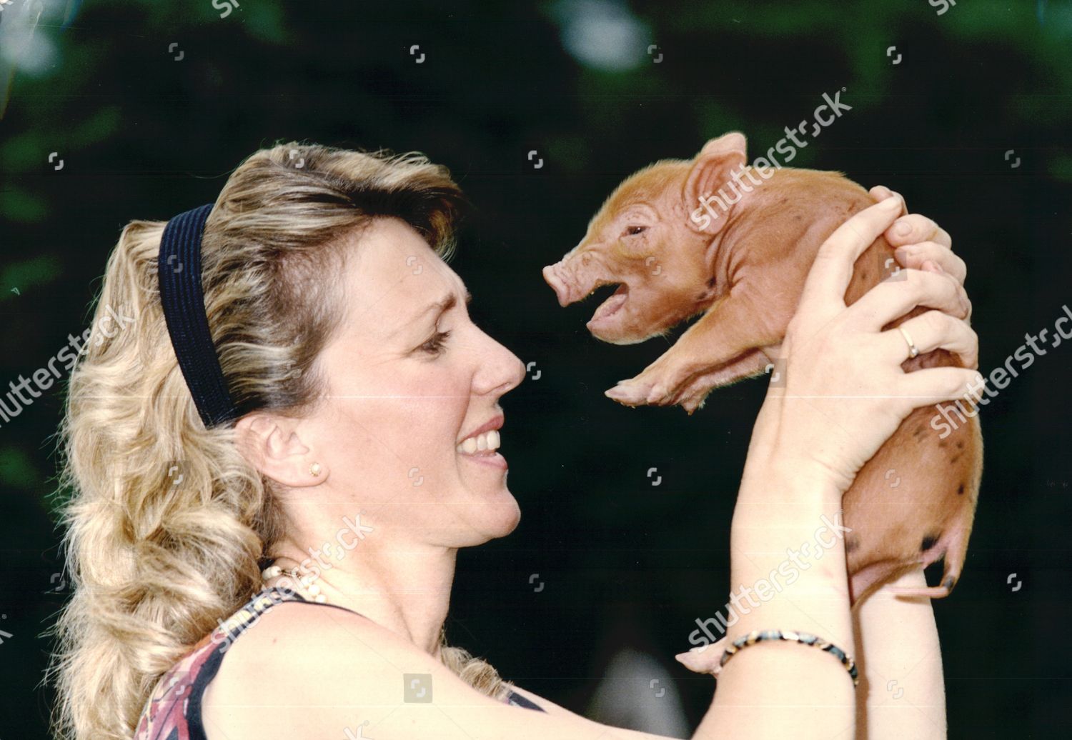 Piglet Born Peggy Tamworth Pig Sumo Editorial Stock Photo - Stock Image ...
