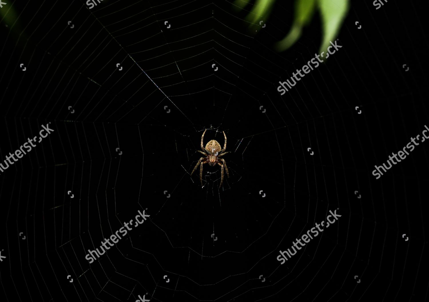 Spotted Orb Weavers Neoscona Sp Barn Editorial Stock Photo - Stock ...