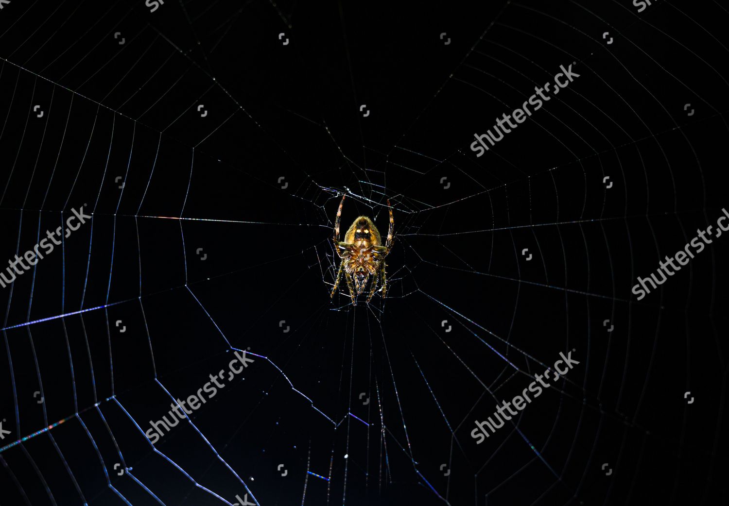 Spotted Orb Weavers Neoscona Sp Barn Editorial Stock Photo - Stock ...