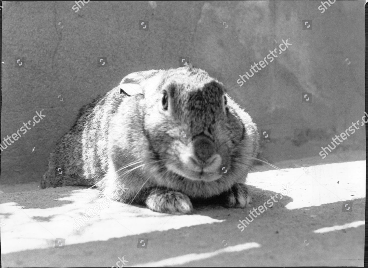 Honeybun Rabbit Who Rescued Libya Editorial Stock Photo - Stock Image ...
