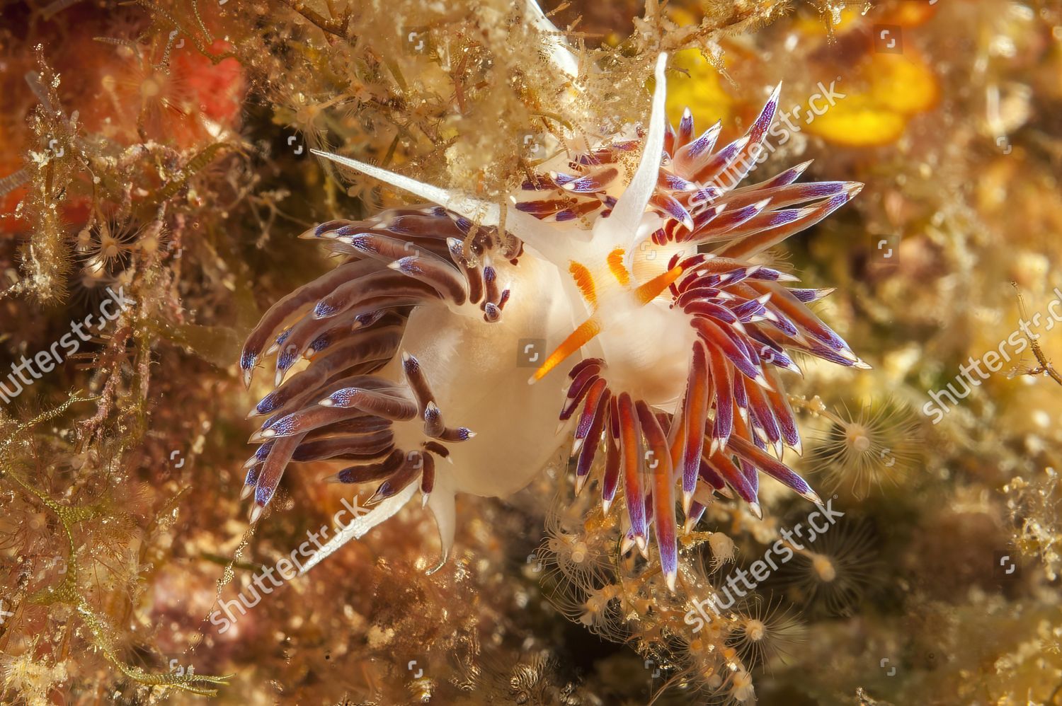 Frontal View Wandering Thread Snail Cratena Editorial Stock Photo ...