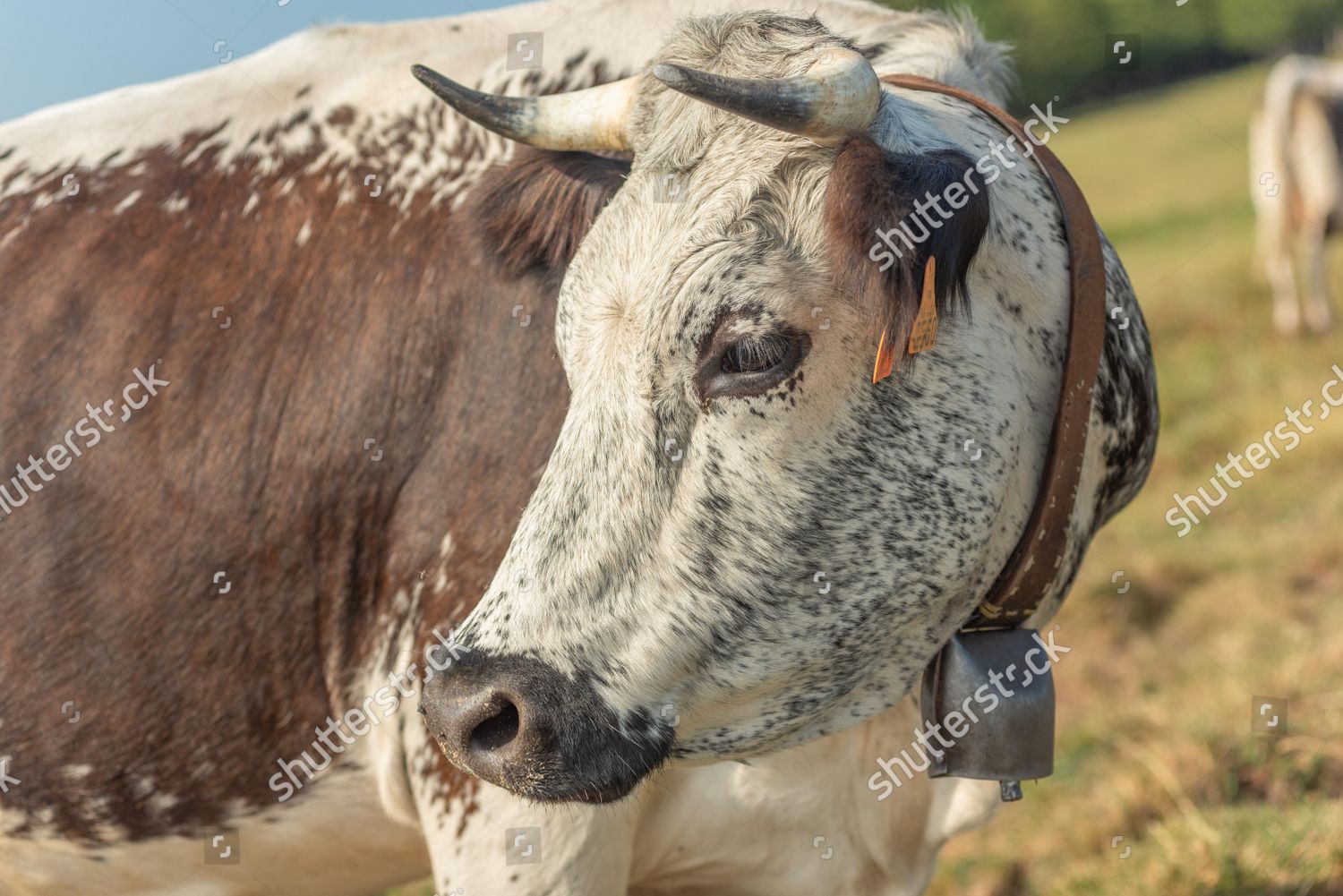 Cows Cow Bell Potrait Pasture Mountain Editorial Stock Photo - Stock Image | Shutterstock