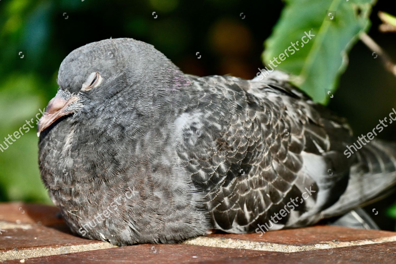 Feral Pigeon Sleep Sunshine On Wall Editorial Stock Photo - Stock Image ...