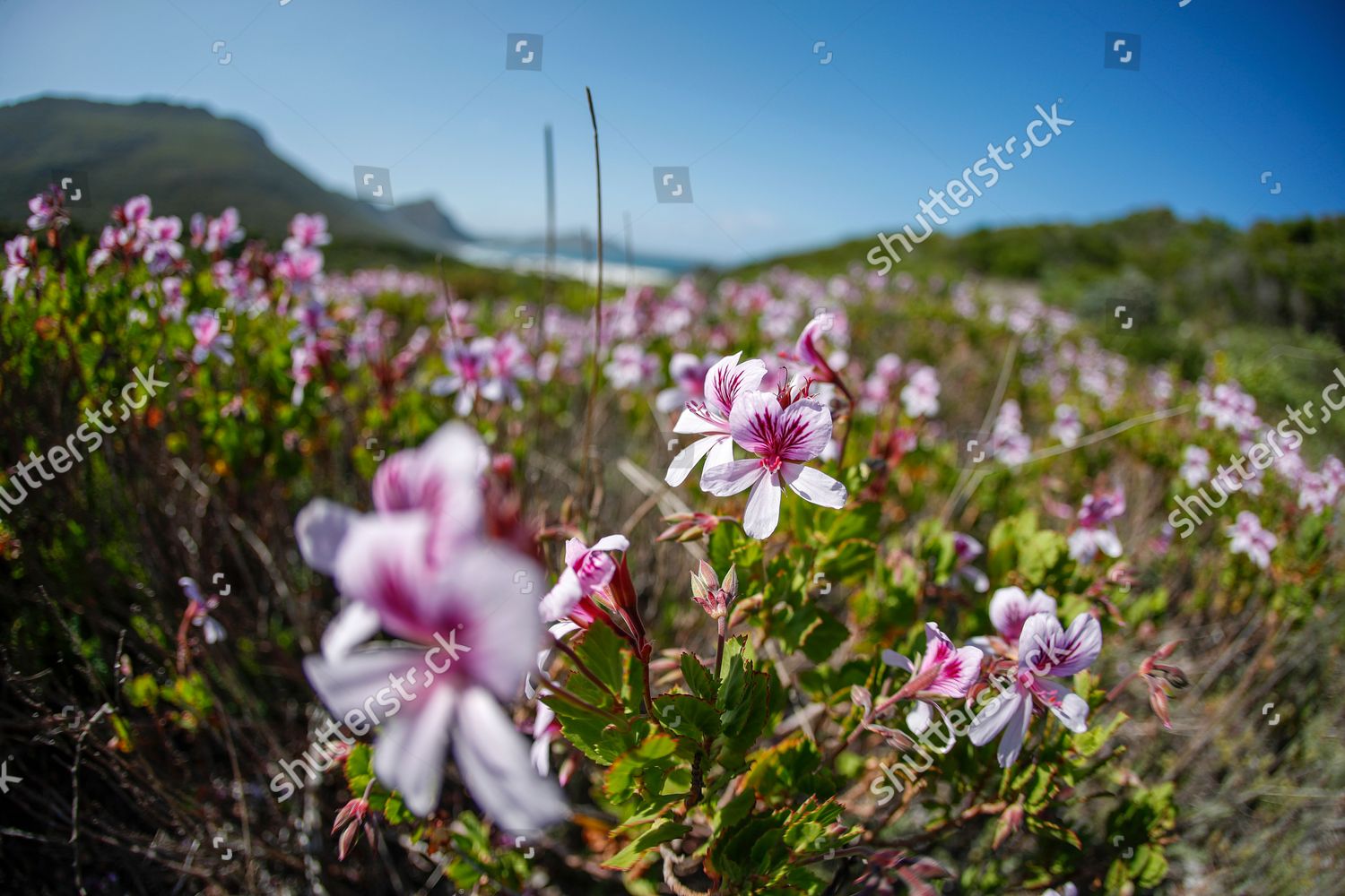 Wild Fynbos Flowers Growing On Cape Editorial Stock Photo - Stock Image ...