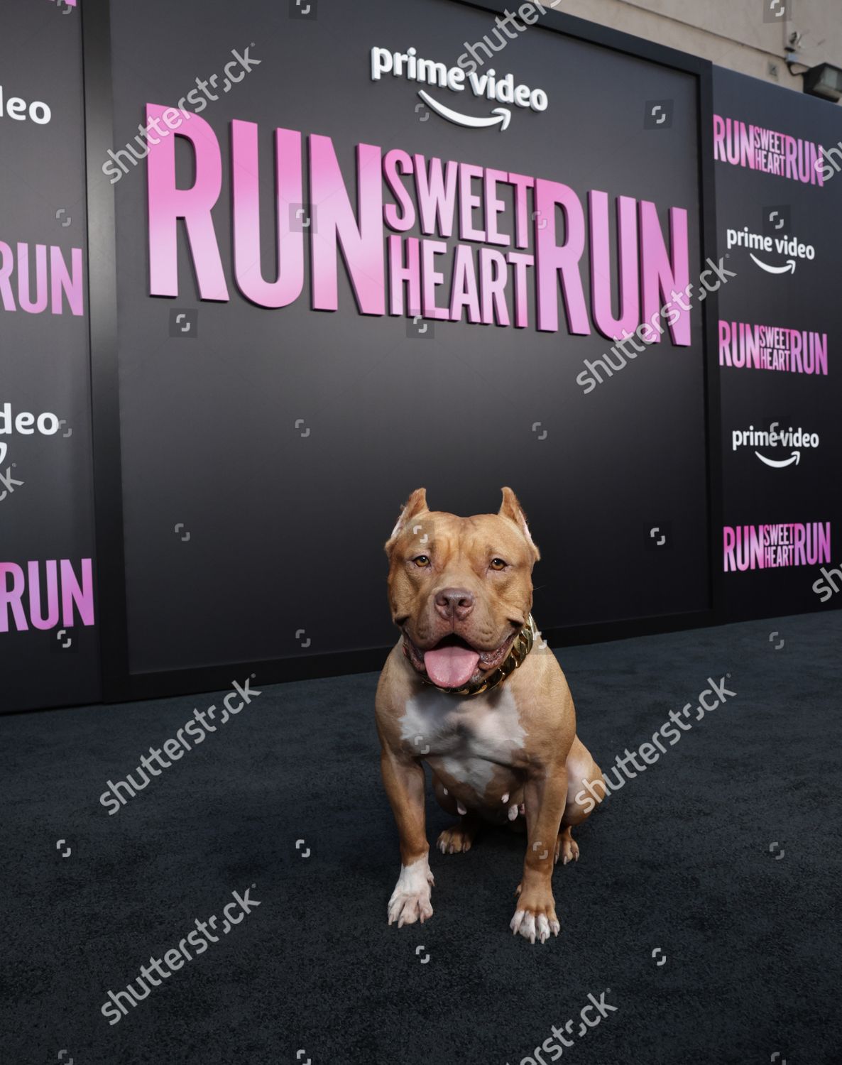 Sayuri Aka Brandy Pit Bull Editorial Stock Photo - Stock Image ...