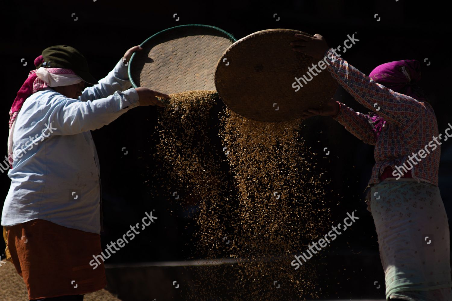 Nepalese Women Winnow Chaff Unhusked Rice Editorial Stock Photo - Stock ...