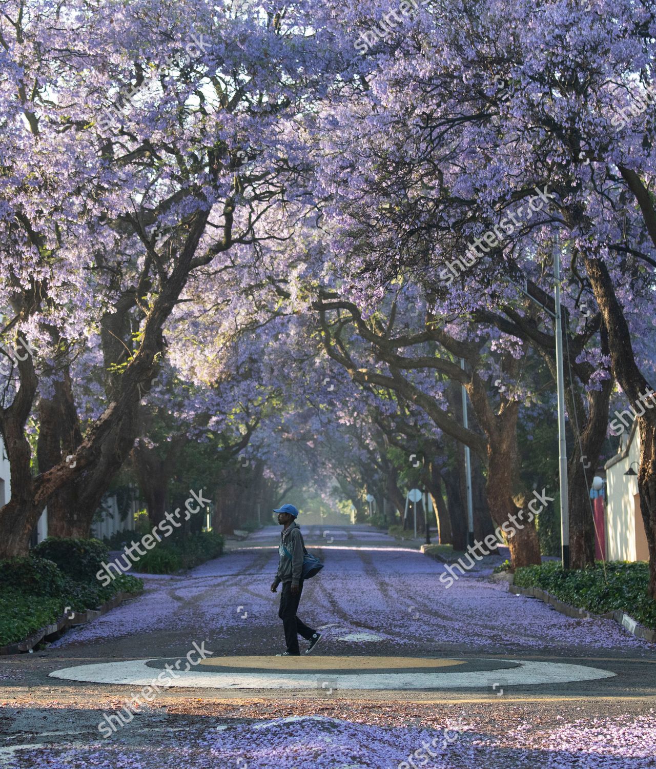 Man Walks Work Under Jacaranda Trees Editorial Stock Photo - Stock ...