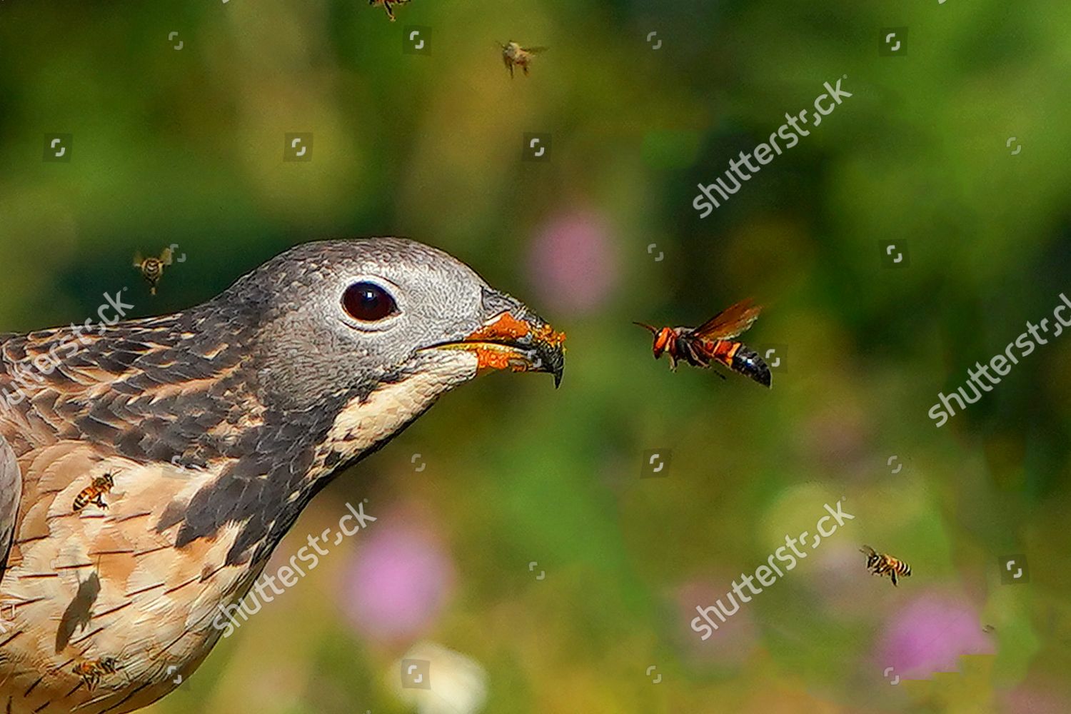 Honey Buzzards Swarmed By Bees They Editorial Stock Photo - Stock Image ...