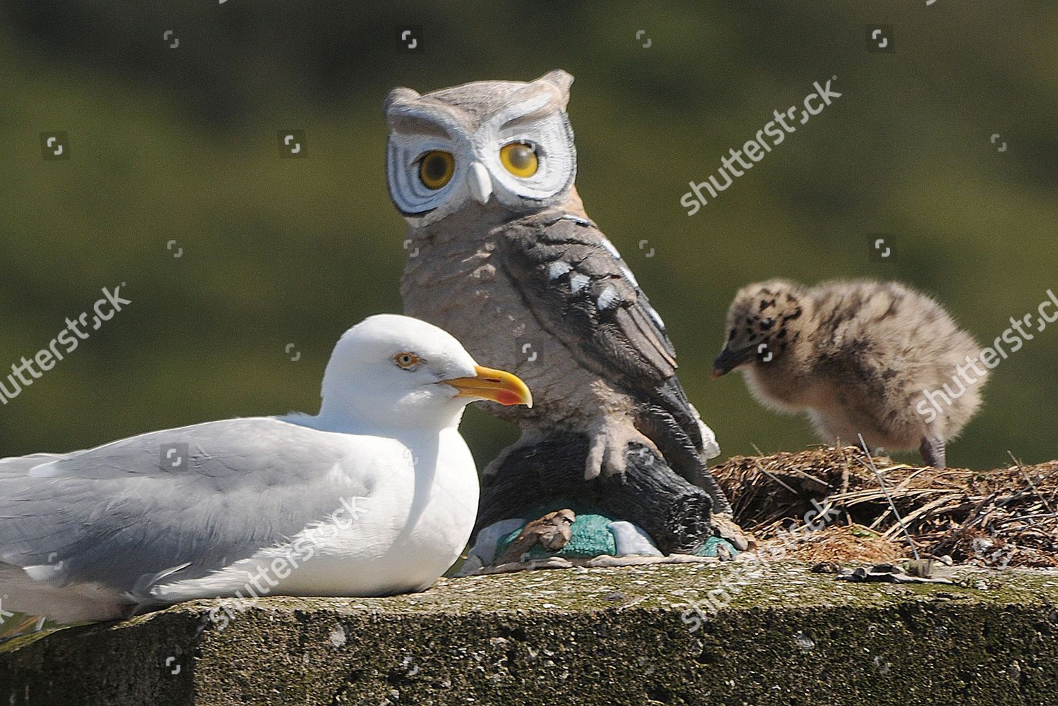 Herring Gulls Chicks Nest On Rooftop Editorial Stock Photo - Stock ...